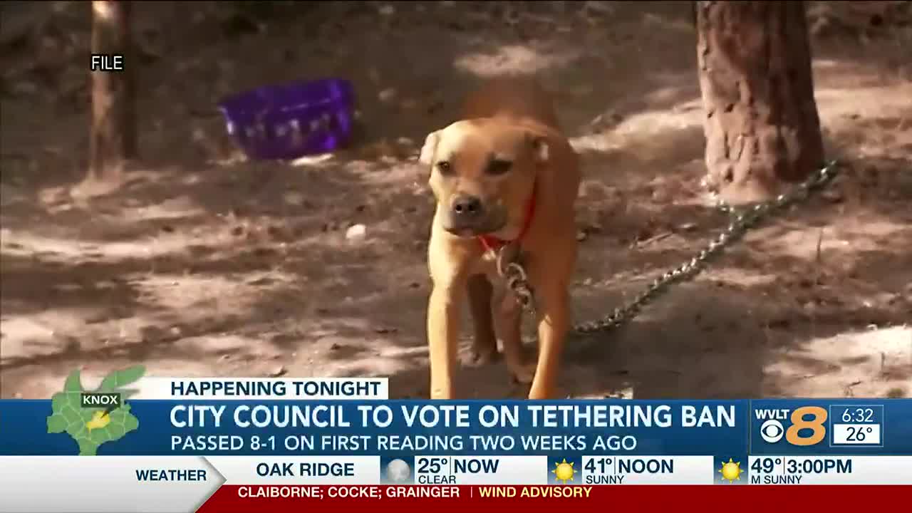 What Happened To 6 Dogs