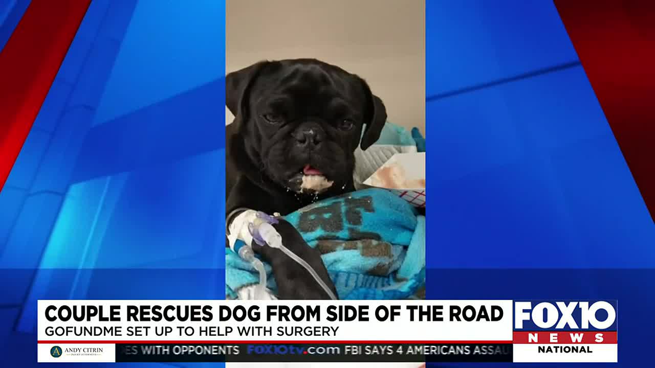 How Did Loca The Pug Died