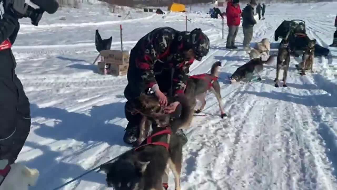 Dog Sled Stupidity