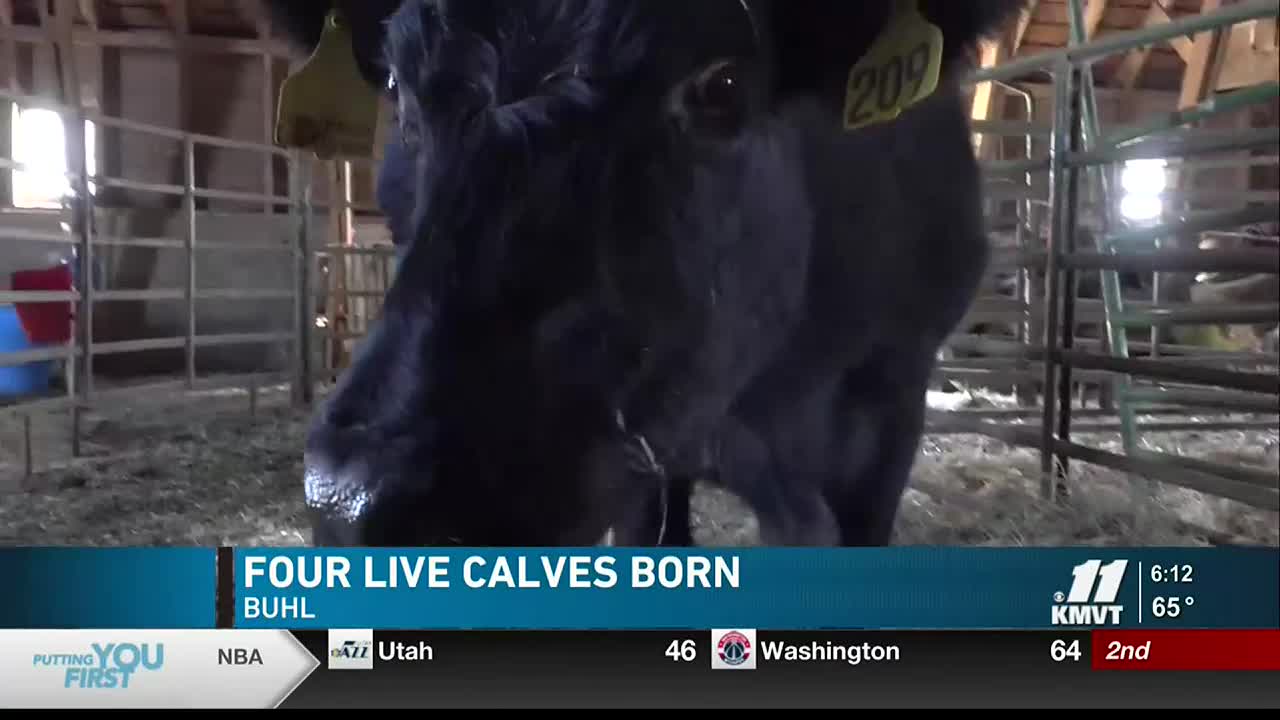 Cow Giving Birth To Twins