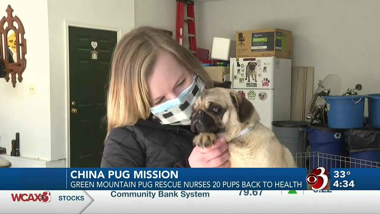 Are Pugs Popular In China