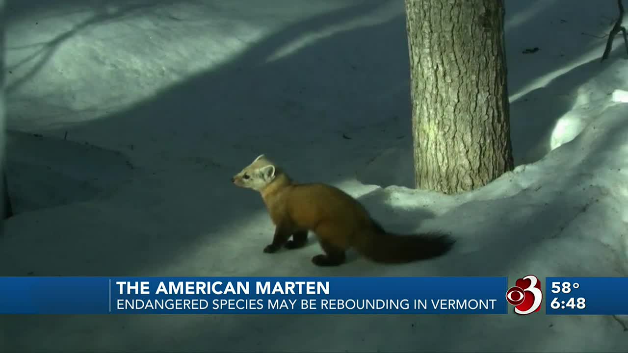 American Marten