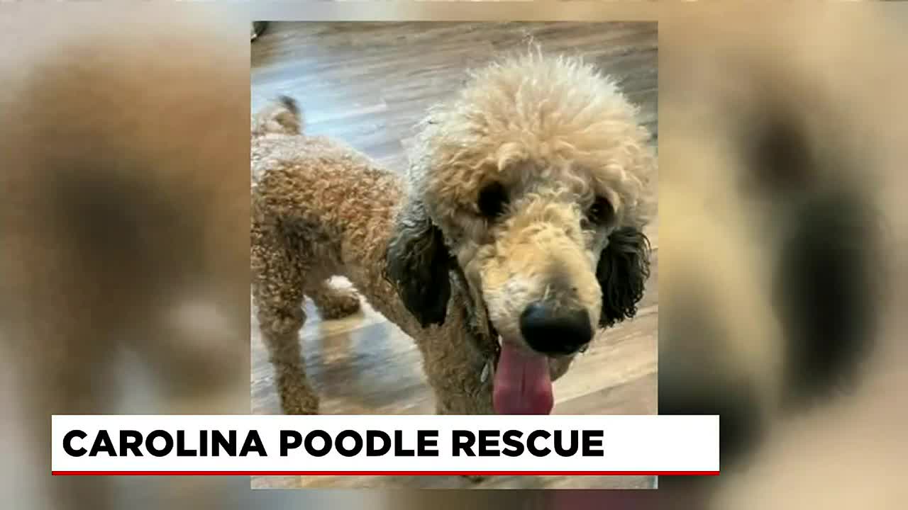 Standard Poodle Rescue Locations