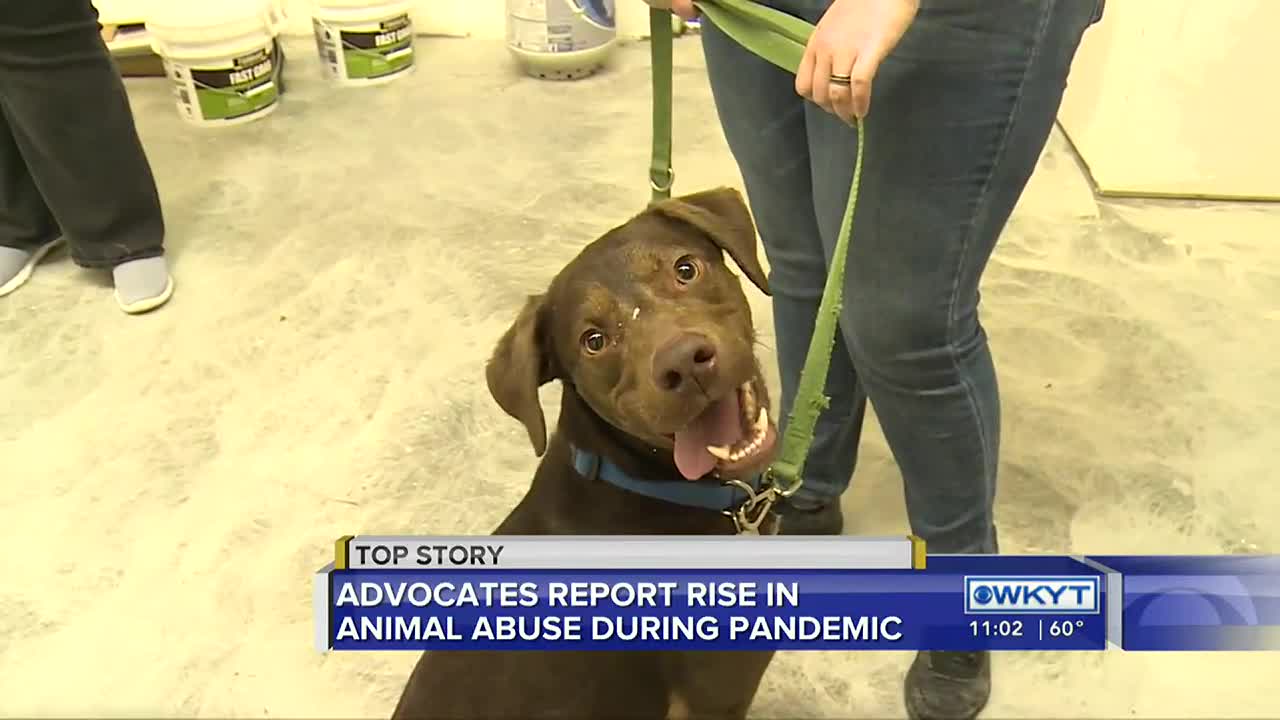 Animal Abuse Stories Before And After