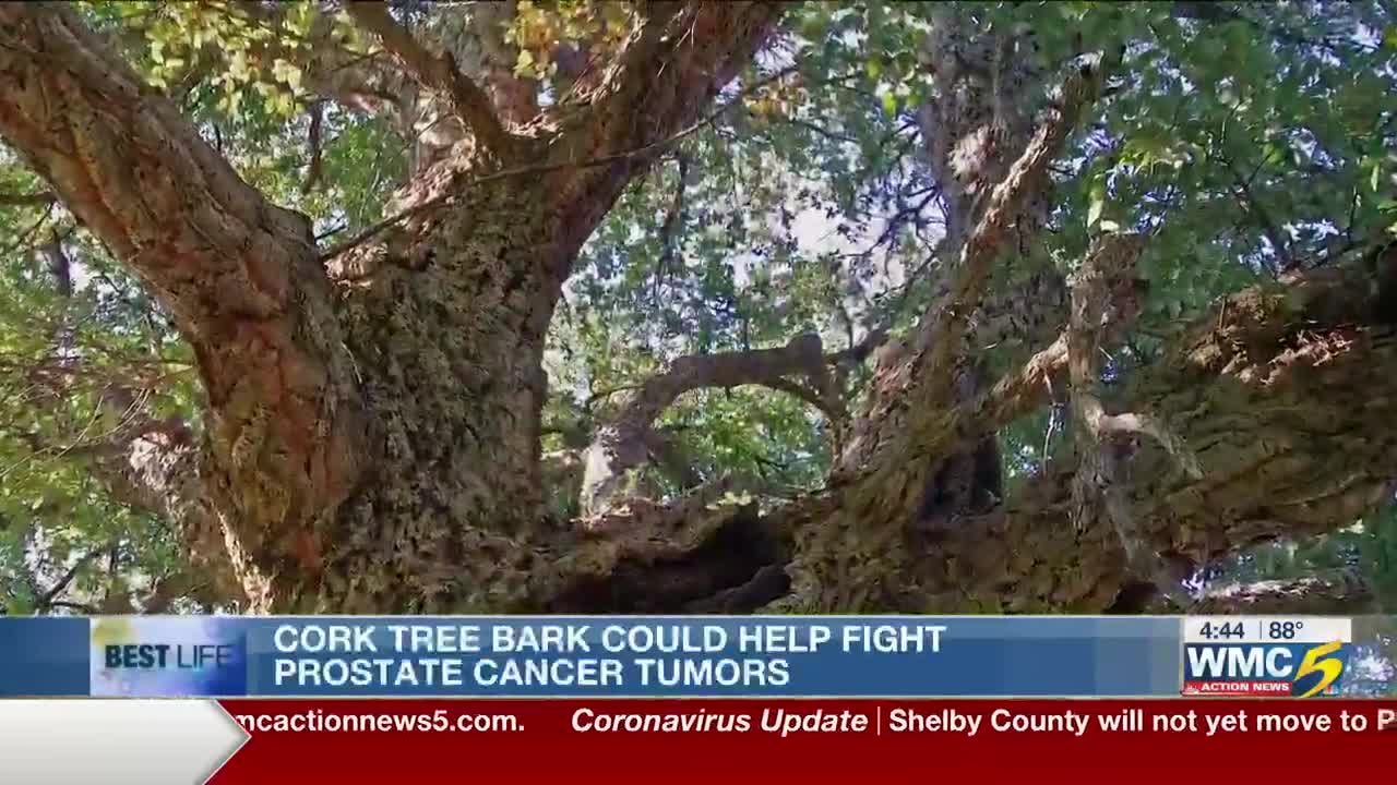 Oak Tree Growth Tumors
