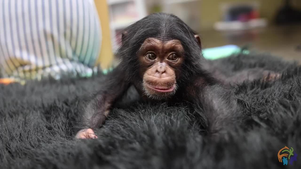 Baby Chimpanzees In Diapers