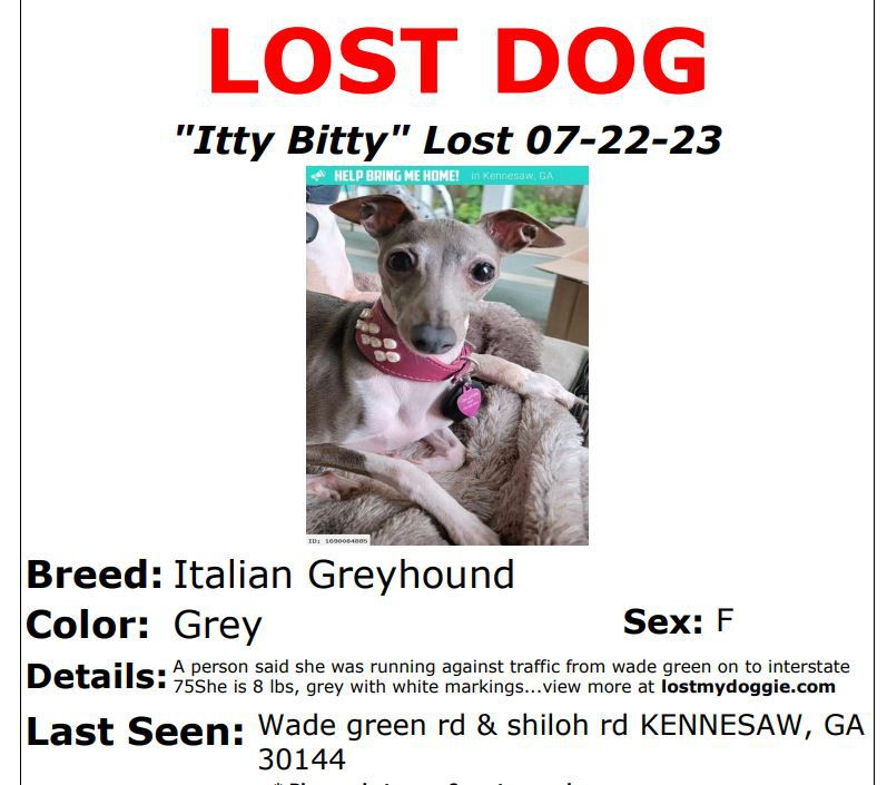 Miniature Italian Greyhound Kermit