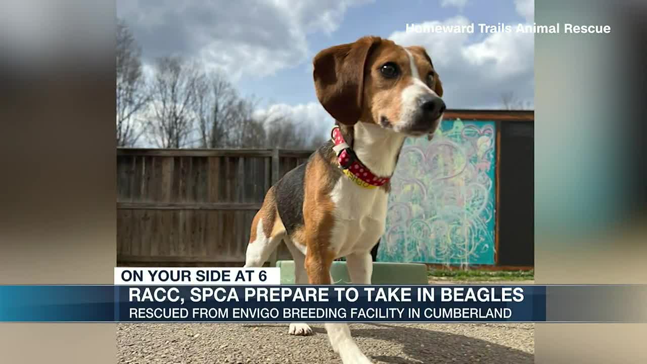 Do Beagles Have Hair Or Fur