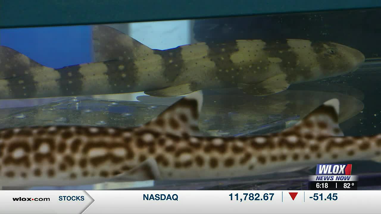 Saltwater Aquarium Sharks