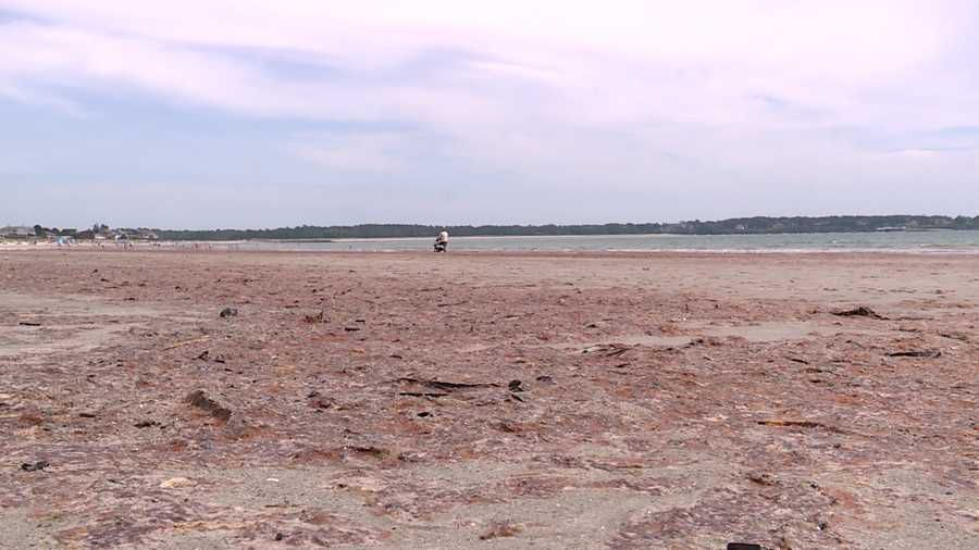 Coralline Algae On Sand