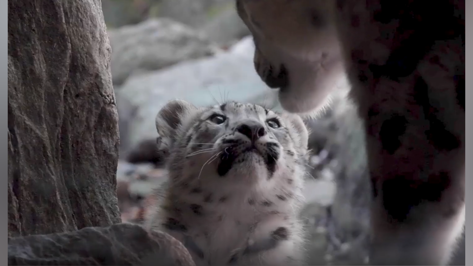 Snow Leopards Cubs