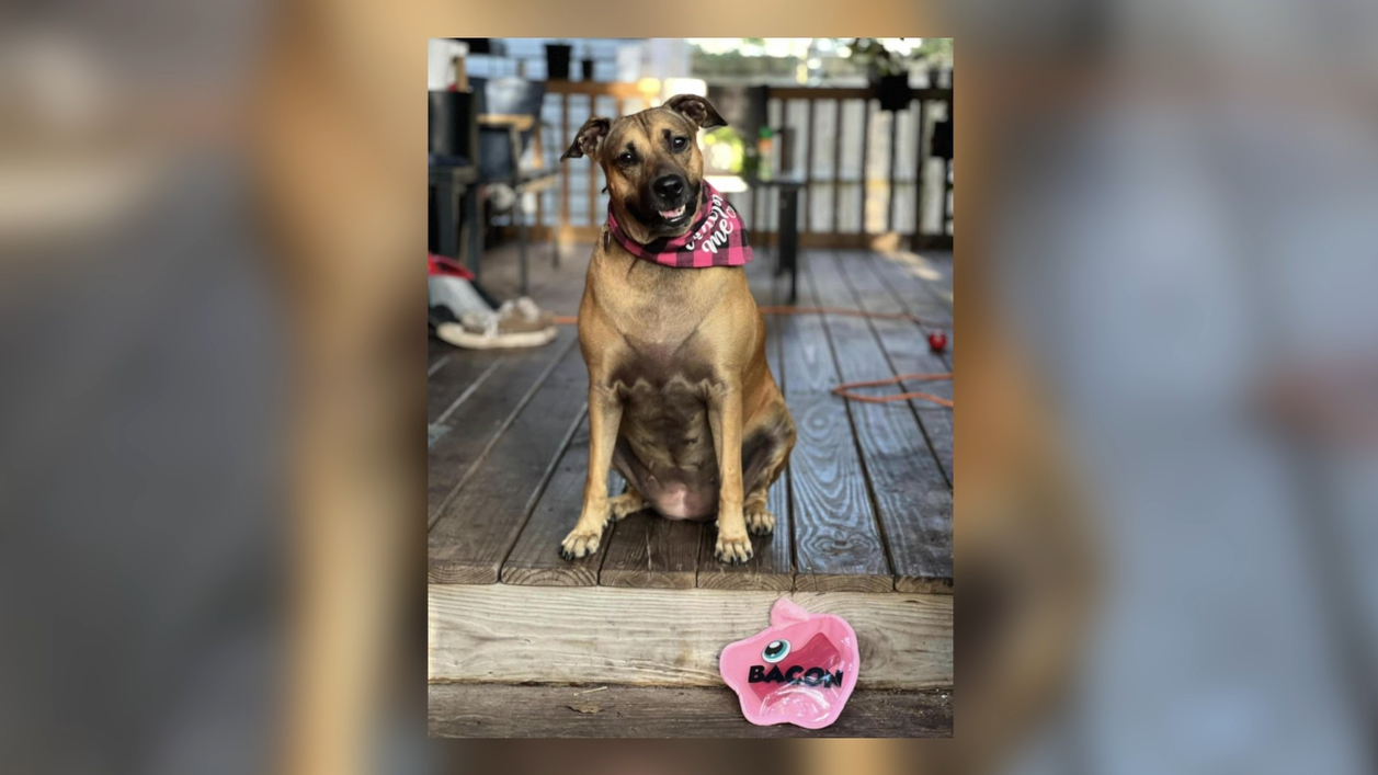 Is Rusty A Good Dog Name