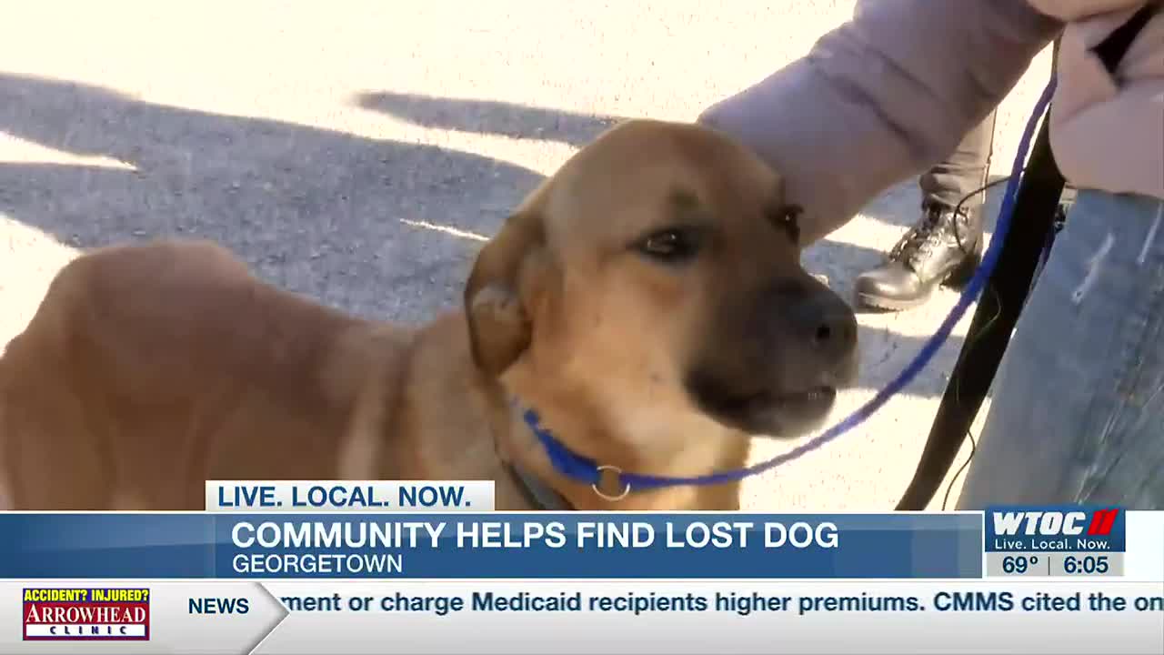 How Long Can A Lost Dog Survive
